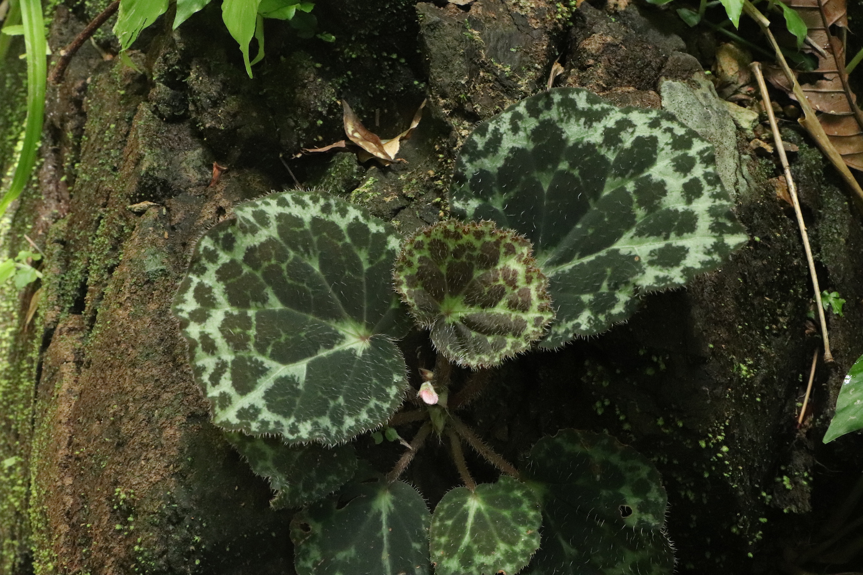 Illegal plant trade, tourism threaten new Philippine flowering herbs