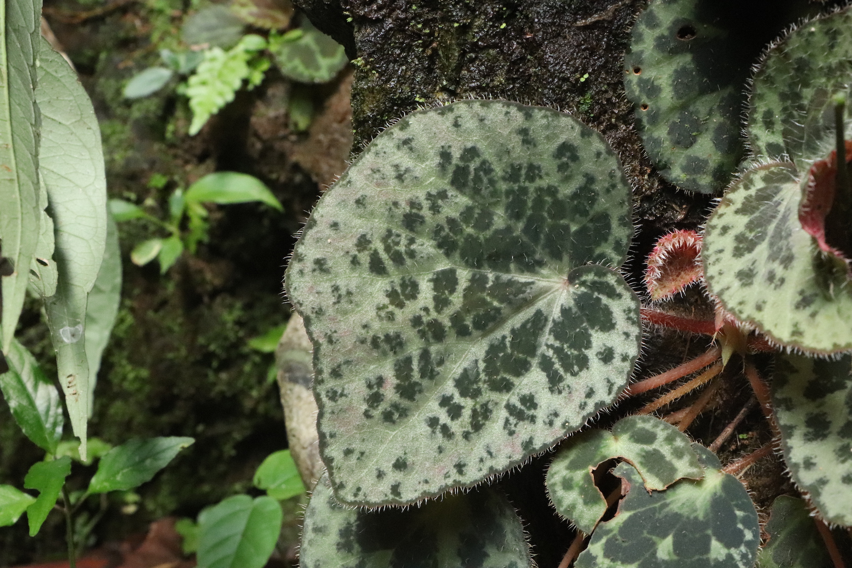 Illegal plant trade, tourism threaten new Philippine flowering herbs