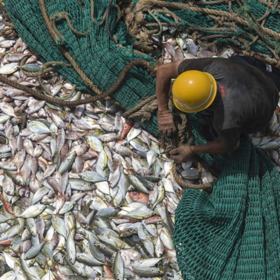 Conservation news on Overfishing