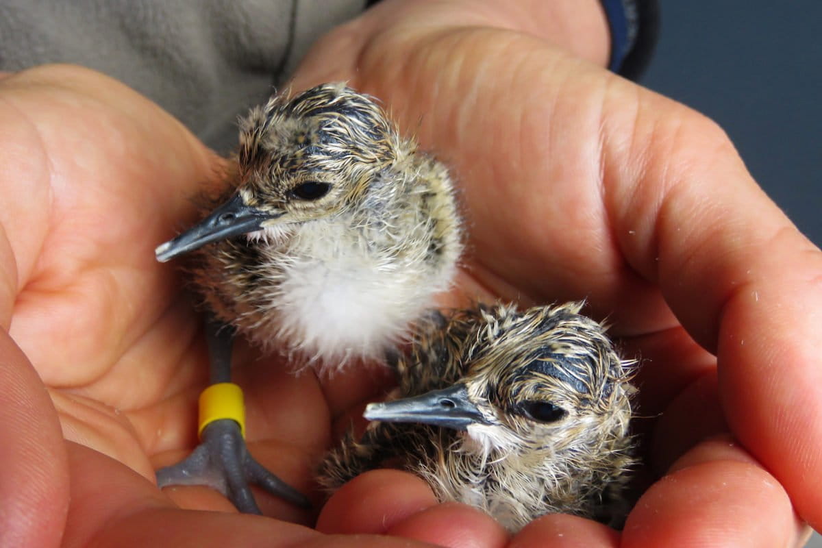 Captive breeding helps New Zealand’s threatened black stilts take flight