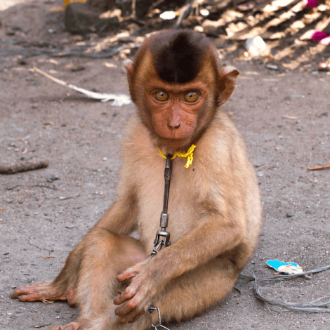 Conservation news on Monkeys