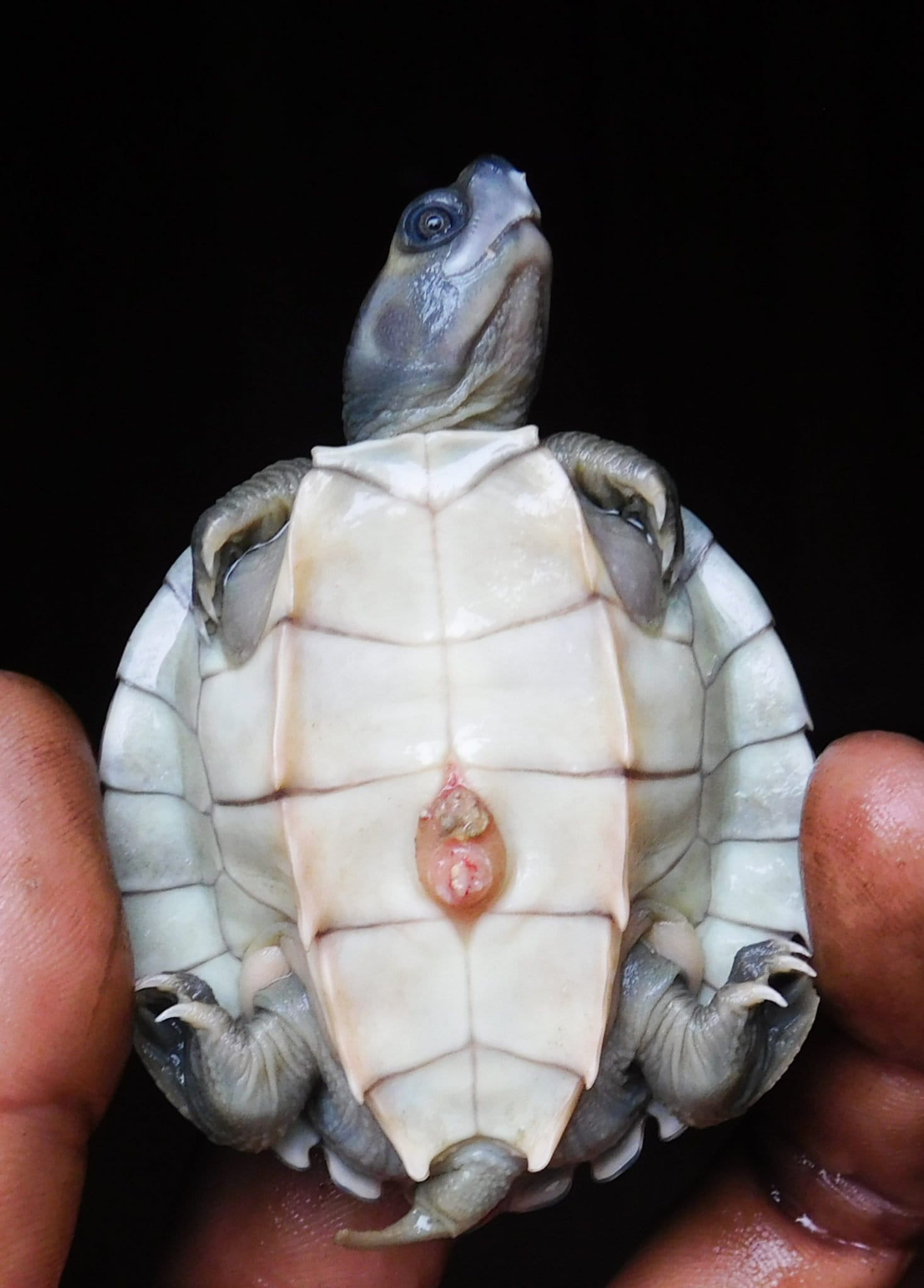 Back from the brink, baby Burmese roofed turtles make their debut