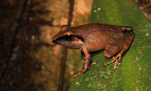 Research behind award-winning documentary film reveals new species