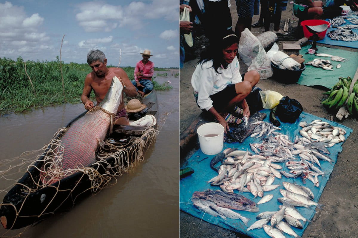 Why the health of the Amazon River matters to us all: An interview with ...