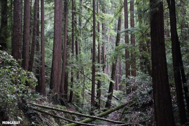 Melina Laboucan-Massimo: Catalyzing an Indigenous-led just energy transition