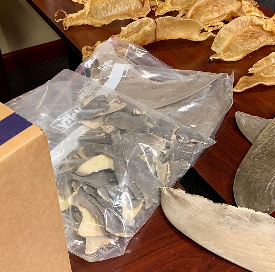 Conservation news on shark finning