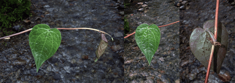 A collage of piper or “lunas-bagon tapol” (Piper decumanum). Image ...