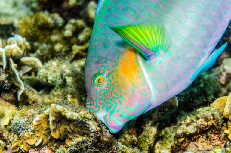 The social network of coral reef fish: Q&A with ecologist Mike Gil