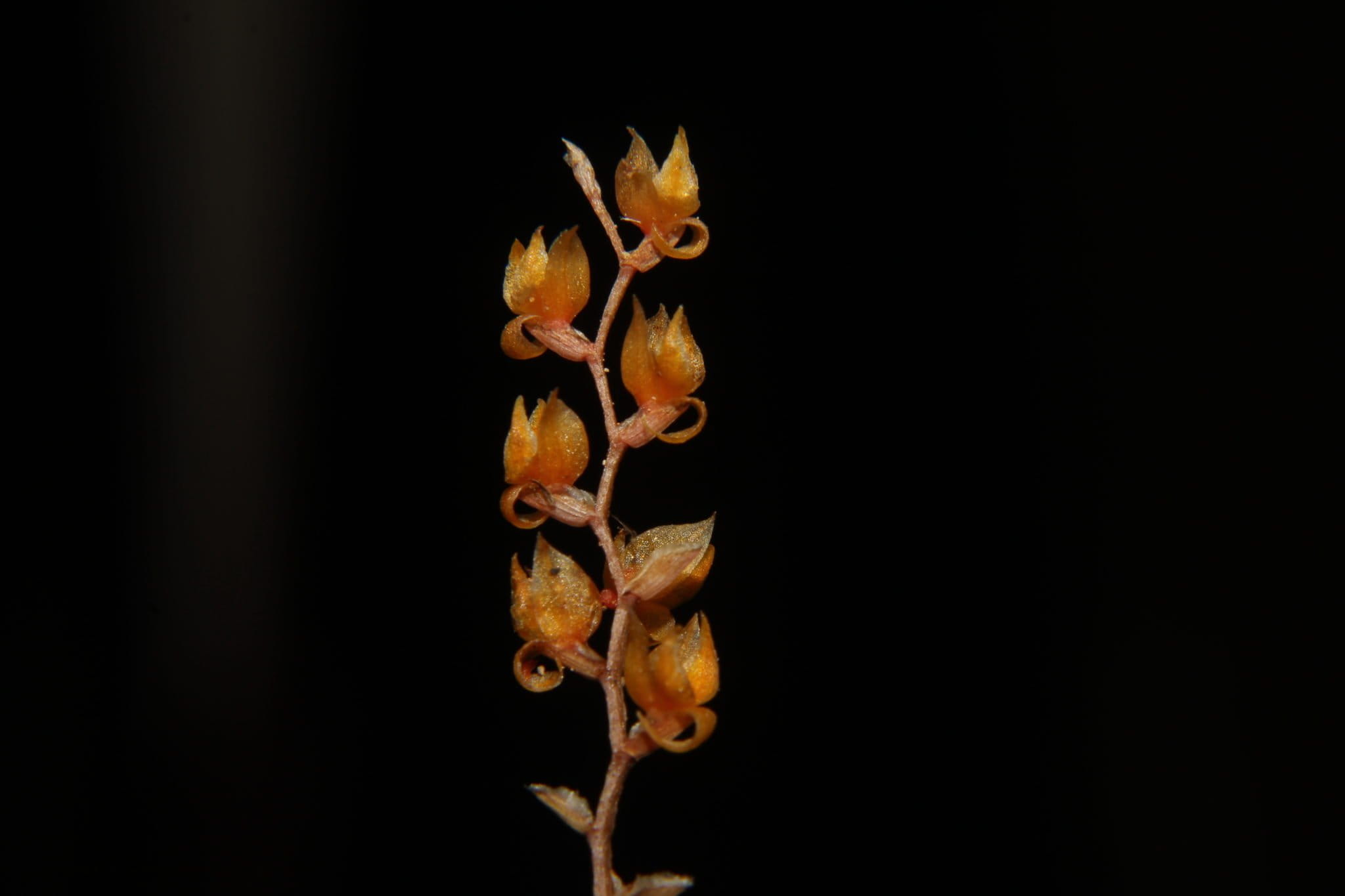 On a Philippine mountain, researchers describe a ‘fire flower’ orchid ...