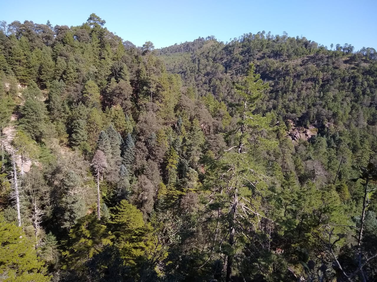 Mexico: Four decades of community lessons from the forests of Durango