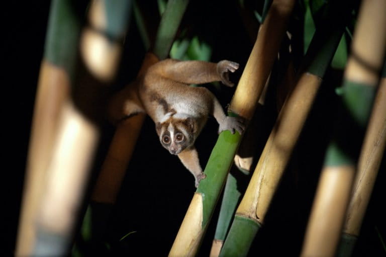 Armed and dangerous, 'murder lorises' use their venom against each other