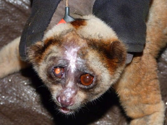 Armed and dangerous, 'murder lorises' use their venom against each other
