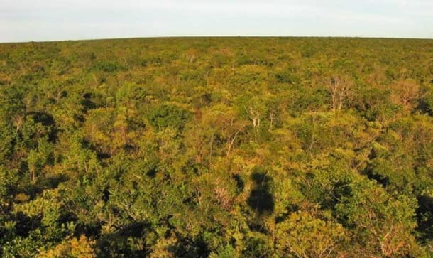 At-risk Cerrado mammals need fully-protected parks to survive: Researchers
