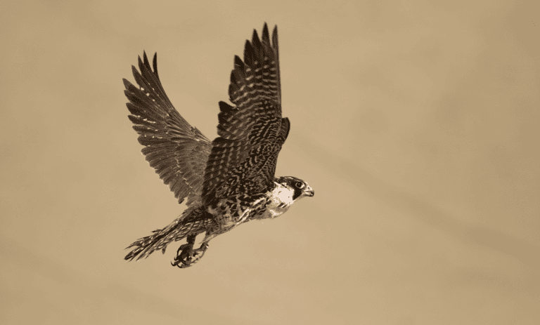 ‘Godfather of Peruvian falcons’ uncovers peregrine’s epic journey from ...