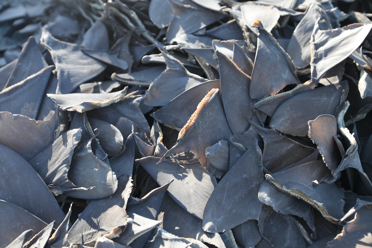 Conservation news on shark finning