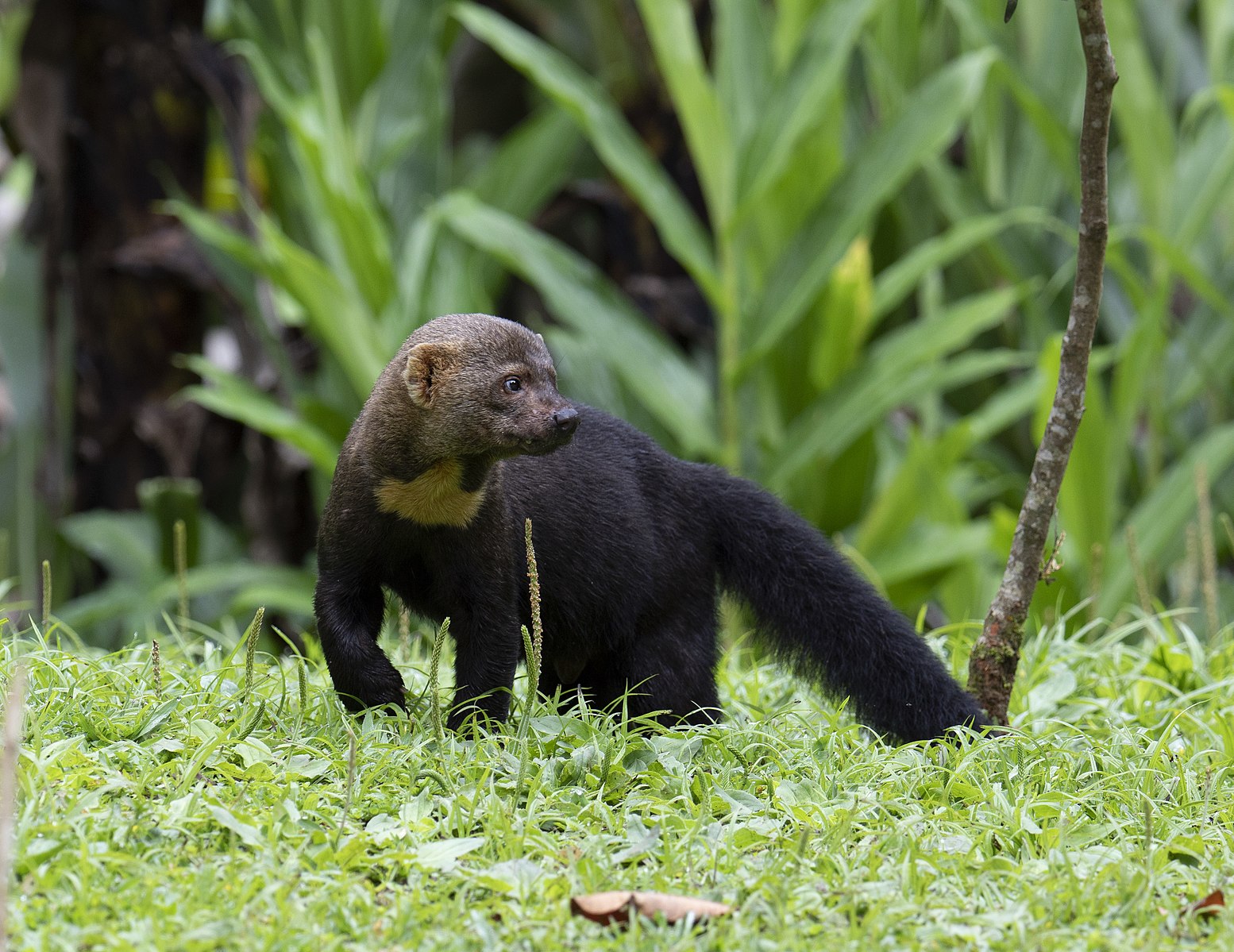 What is a tayra? Candid Animal Cam is in the Americas