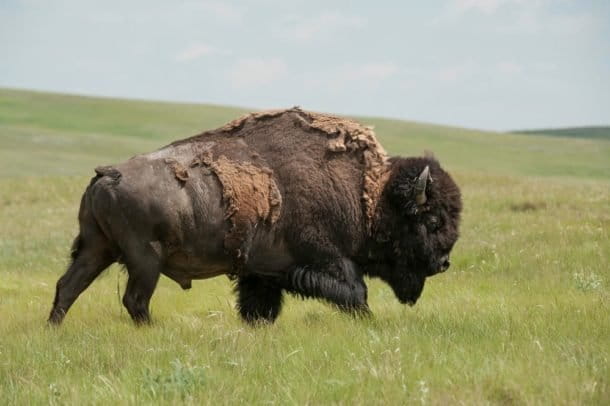 Bison: (Back) home on the range