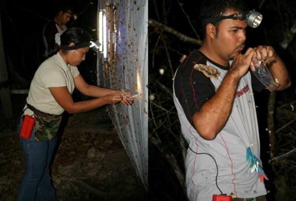 One year on: Insects still in peril as world struggles with global pandemic