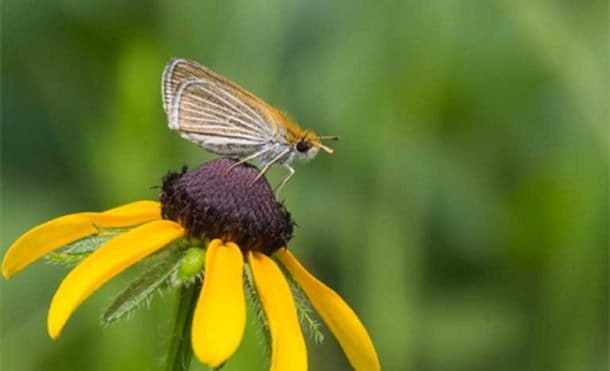One year on: Insects still in peril as world struggles with global pandemic