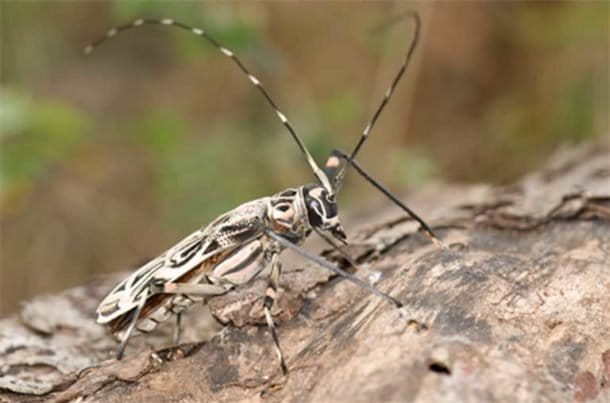 One year on: Insects still in peril as world struggles with global pandemic