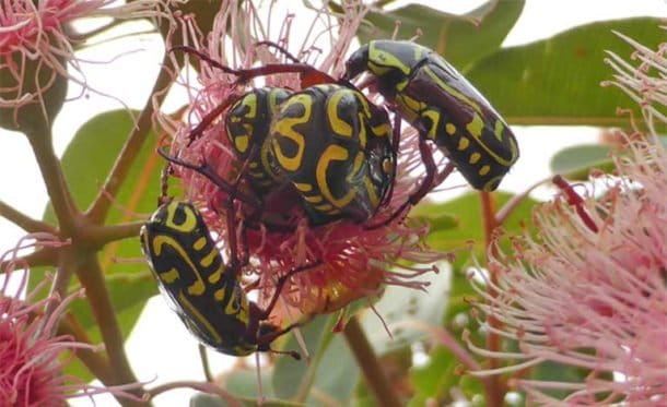 One year on: Insects still in peril as world struggles with global pandemic