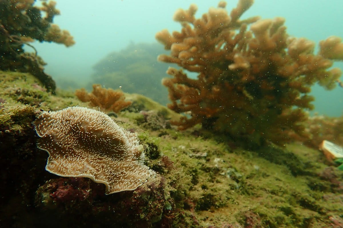Scientists in Costa Rica are growing new corals to save reefs
