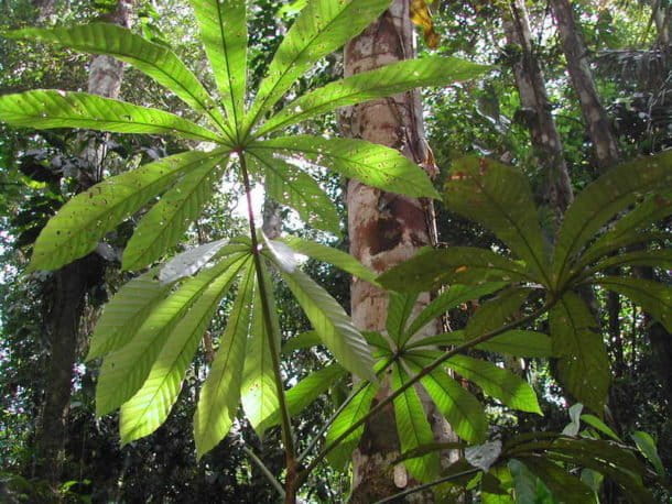 ‘CSI Amazon’: Epic study looks at what’s killing the rainforest’s trees