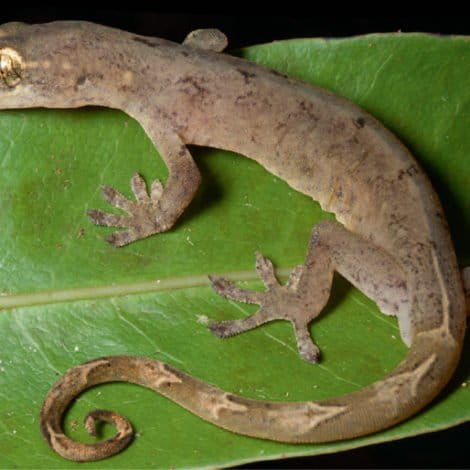 2020 - Page 5 of 52 - Conservation news