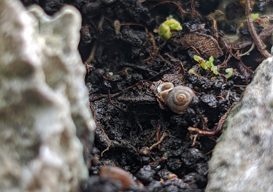 New snail subspecies with ‘upside down shell’ found in last green ...