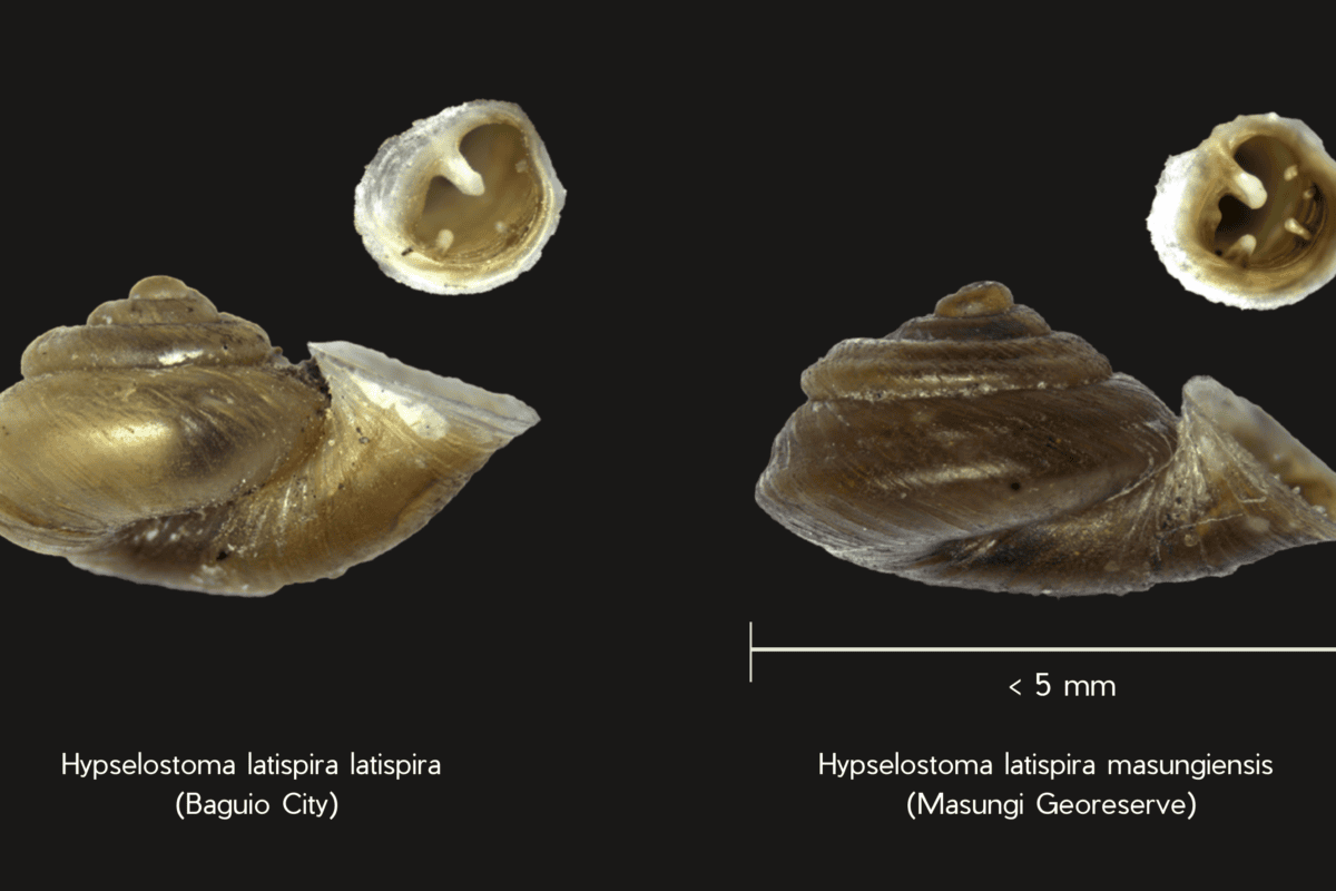 New snail subspecies with ‘upside down shell’ found in last green ...