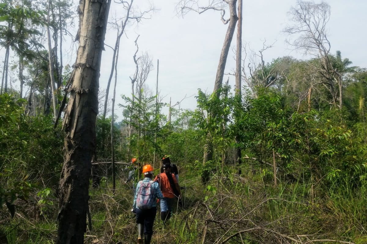 Brazil scientists map forest regrowth keeping Amazon from collapse: Study