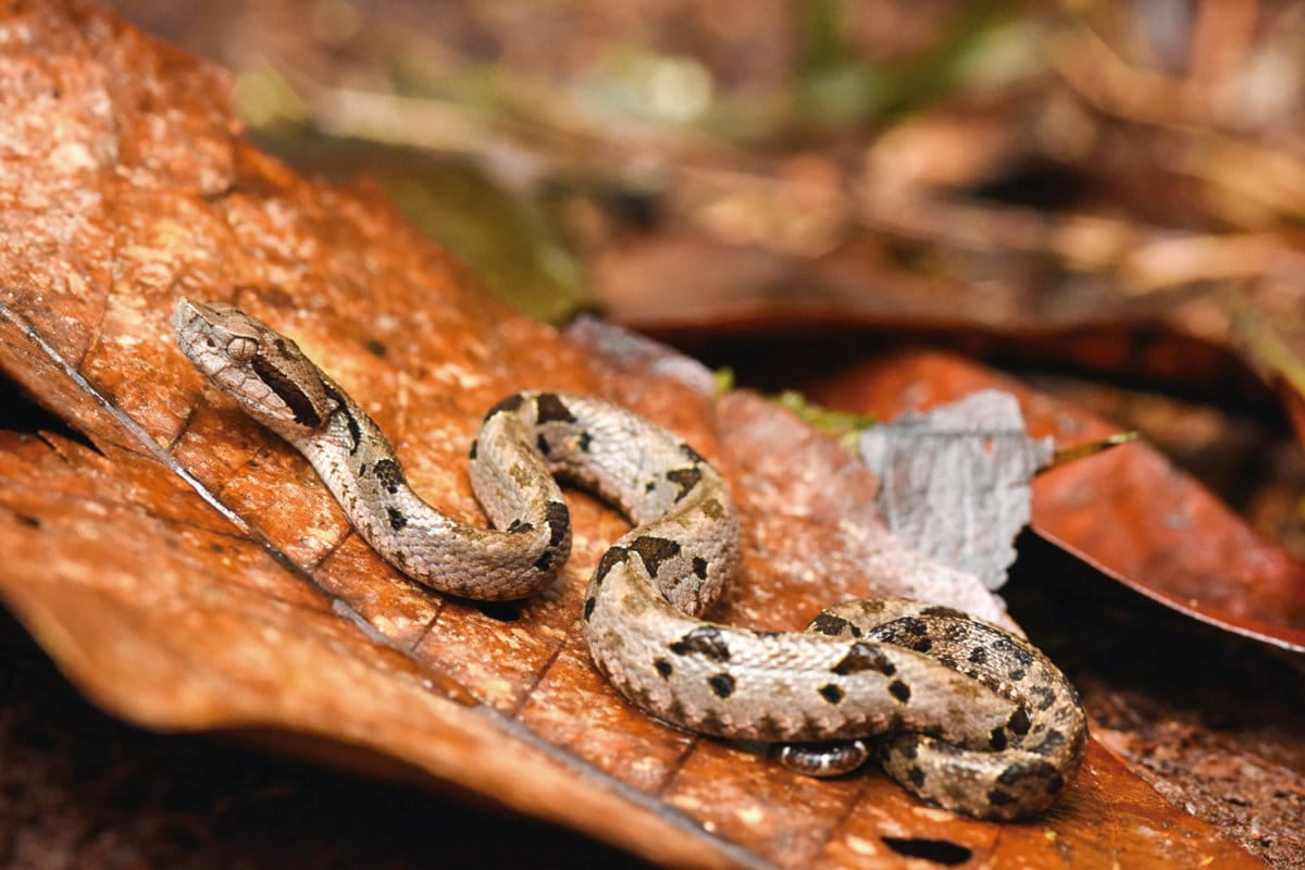 [Photos] Tiny frog, venomous viper among 20 new species described in ...