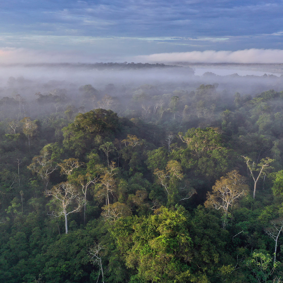 Conservation news on Rainforests and Congo