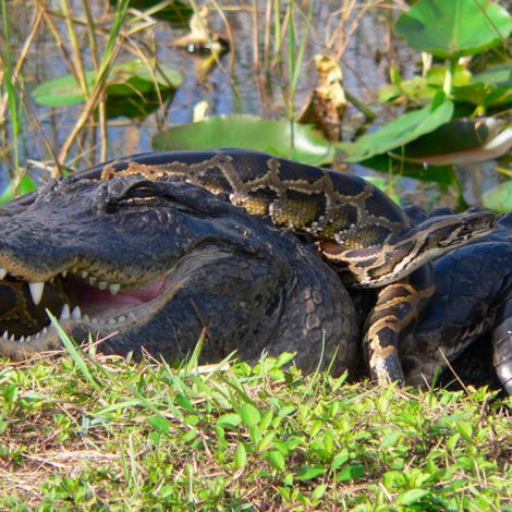 2020 - Conservation news