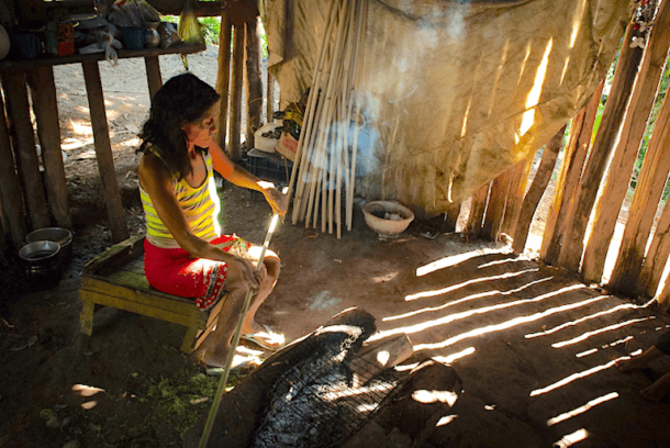 Indigenous agroforestry revives profitable palm trees and the Atlantic ...