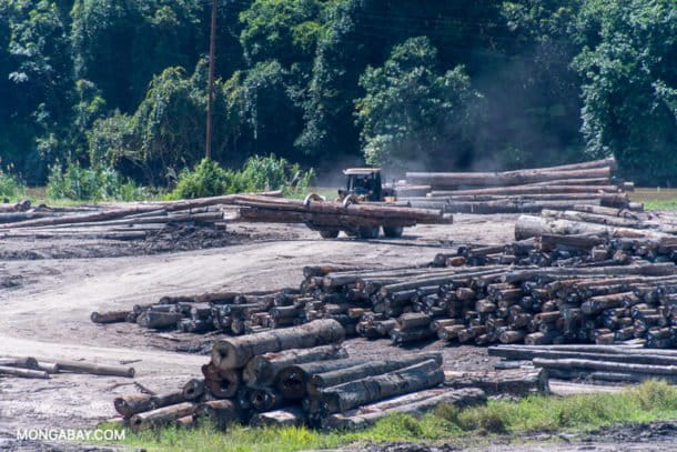 Timber organization’s backing ‘one step’ toward ‘peace park’ in Borneo