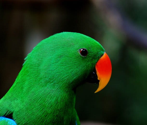 Current protected areas not enough to save parrots from extinction: Study