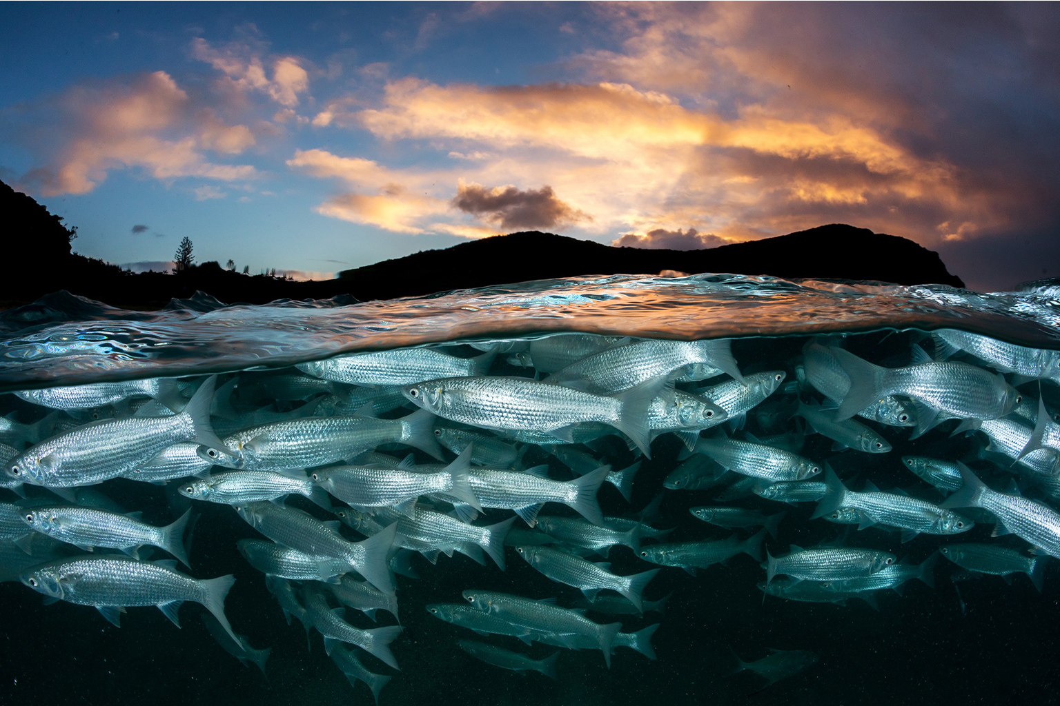 Simon Cripps Archives