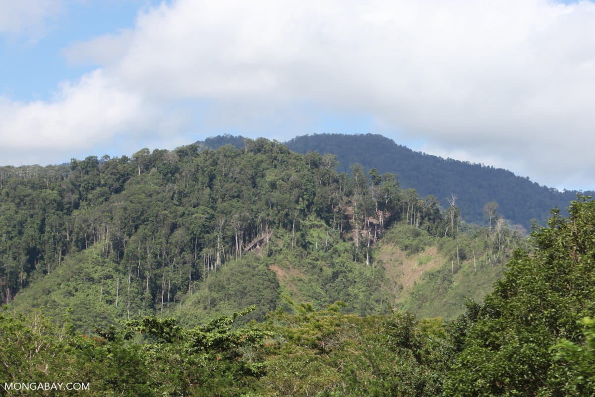 Forest clearing for crop program in Papua may unleash massive emissions