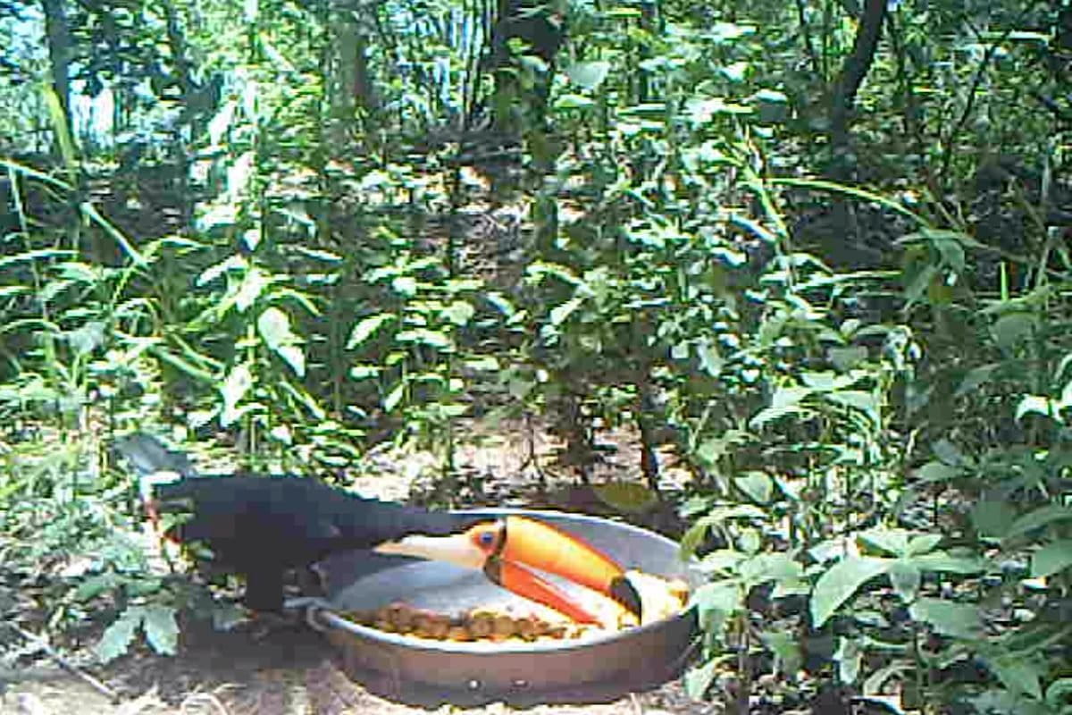 Fruit-eating, seed-pooping animals can help restore degraded forests