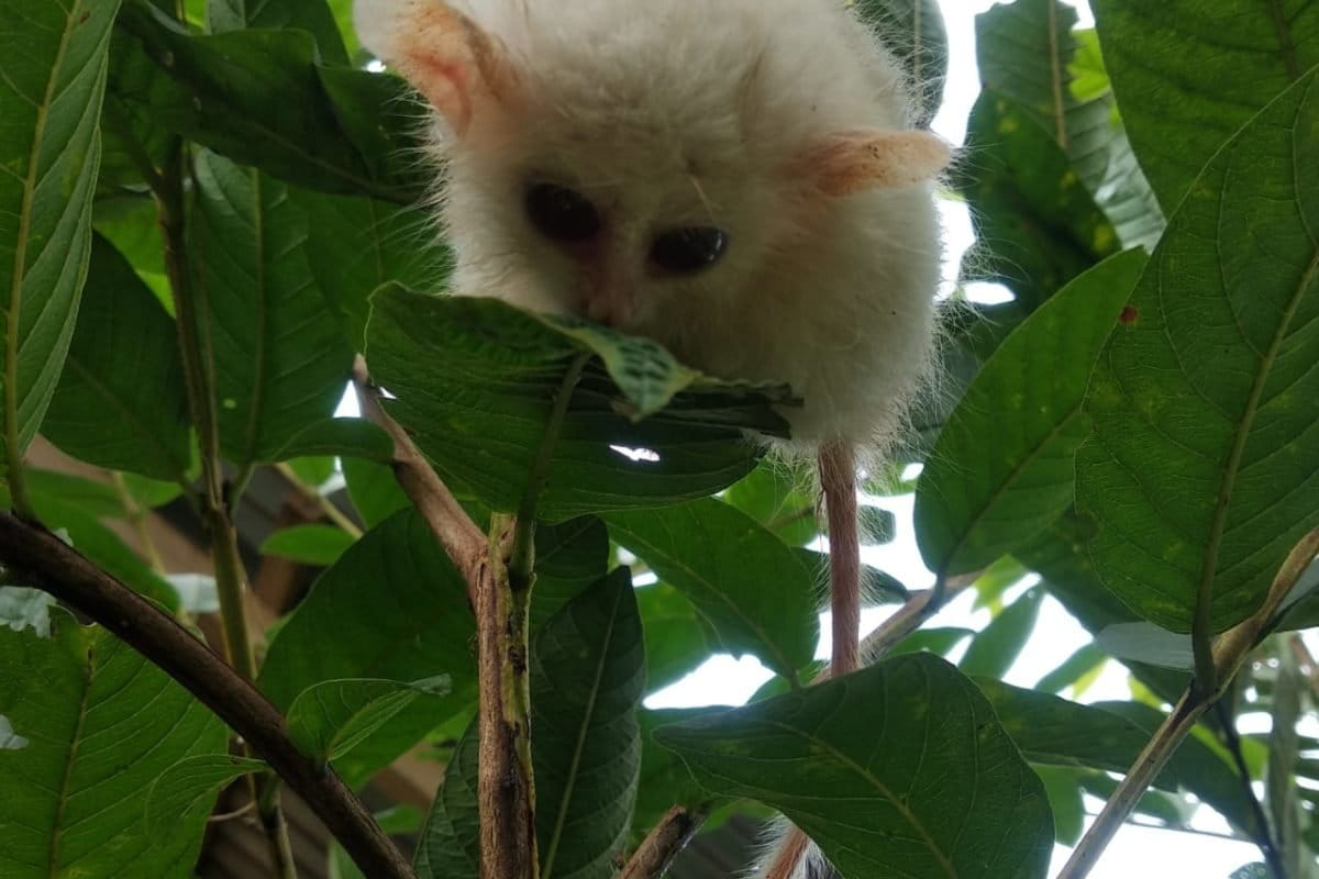 Rescue of rare white tarsier raises fears of habitat loss, illegal pet ...