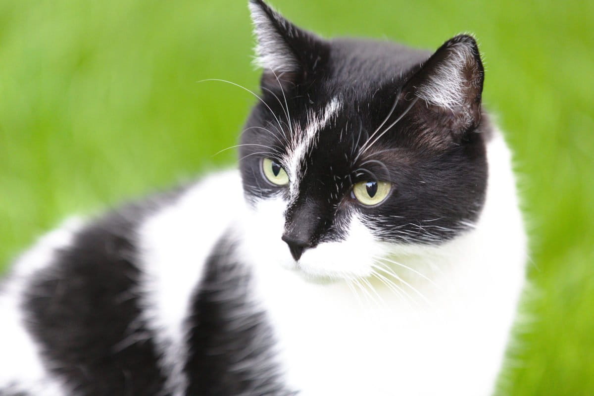 More meat and playtime can calm your killer kitty