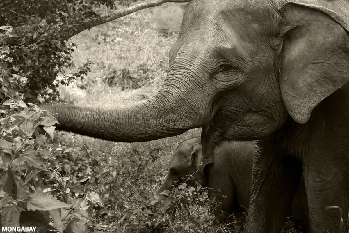 ‘There are no silver bullets’ in conservation: Synchronicity Earth’s ...