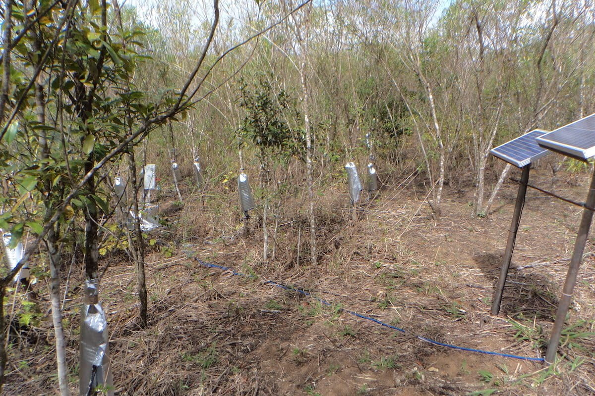 Reforested areas rival mature forests in securing water, study finds