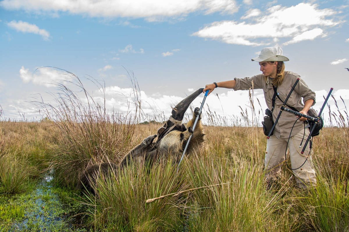 Rewilding public lands in Patagonia and beyond: Q&A with Kris Tompkins