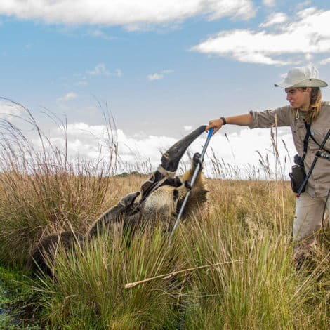 Conservation news on Jaguars