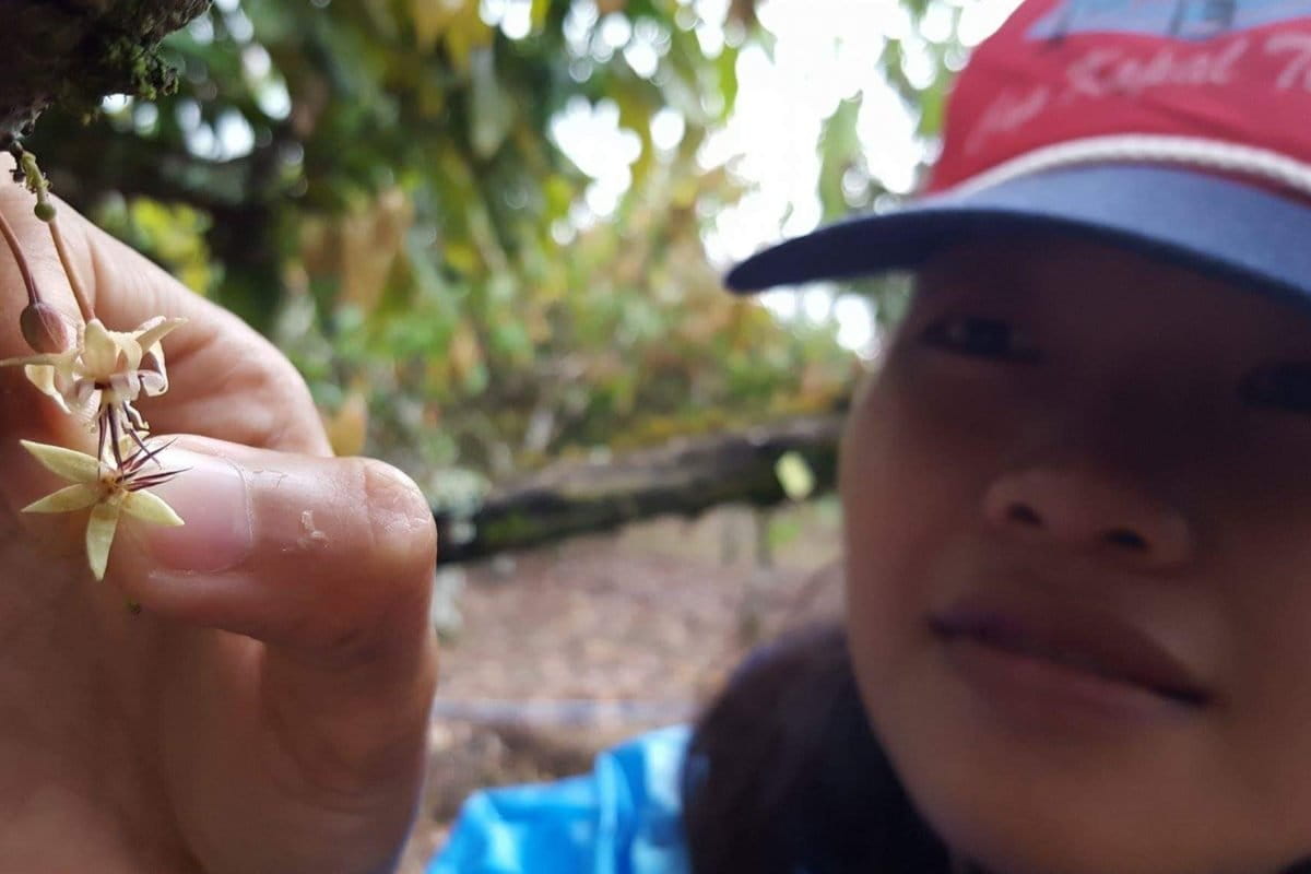 Getting hands-on with pollination can boost cocoa yields, study shows