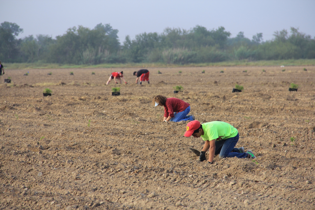 Scaling up tree nurseries is key to unlocking U.S. reforestation ...