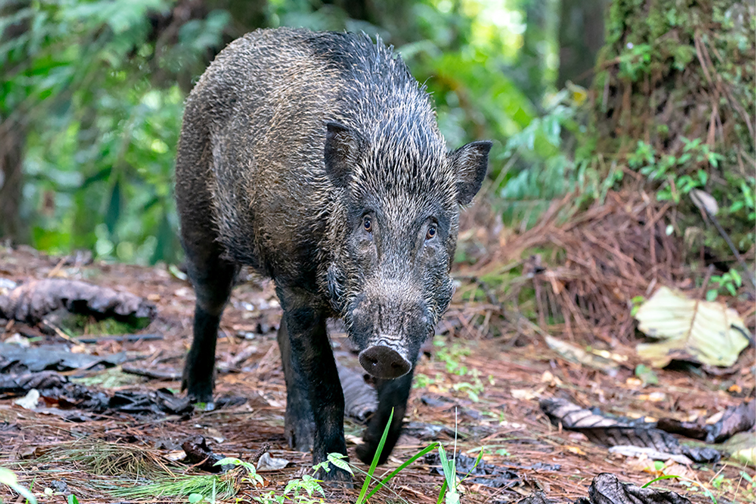 Pig nest-building promotes tree diversity in tropical forest: Study