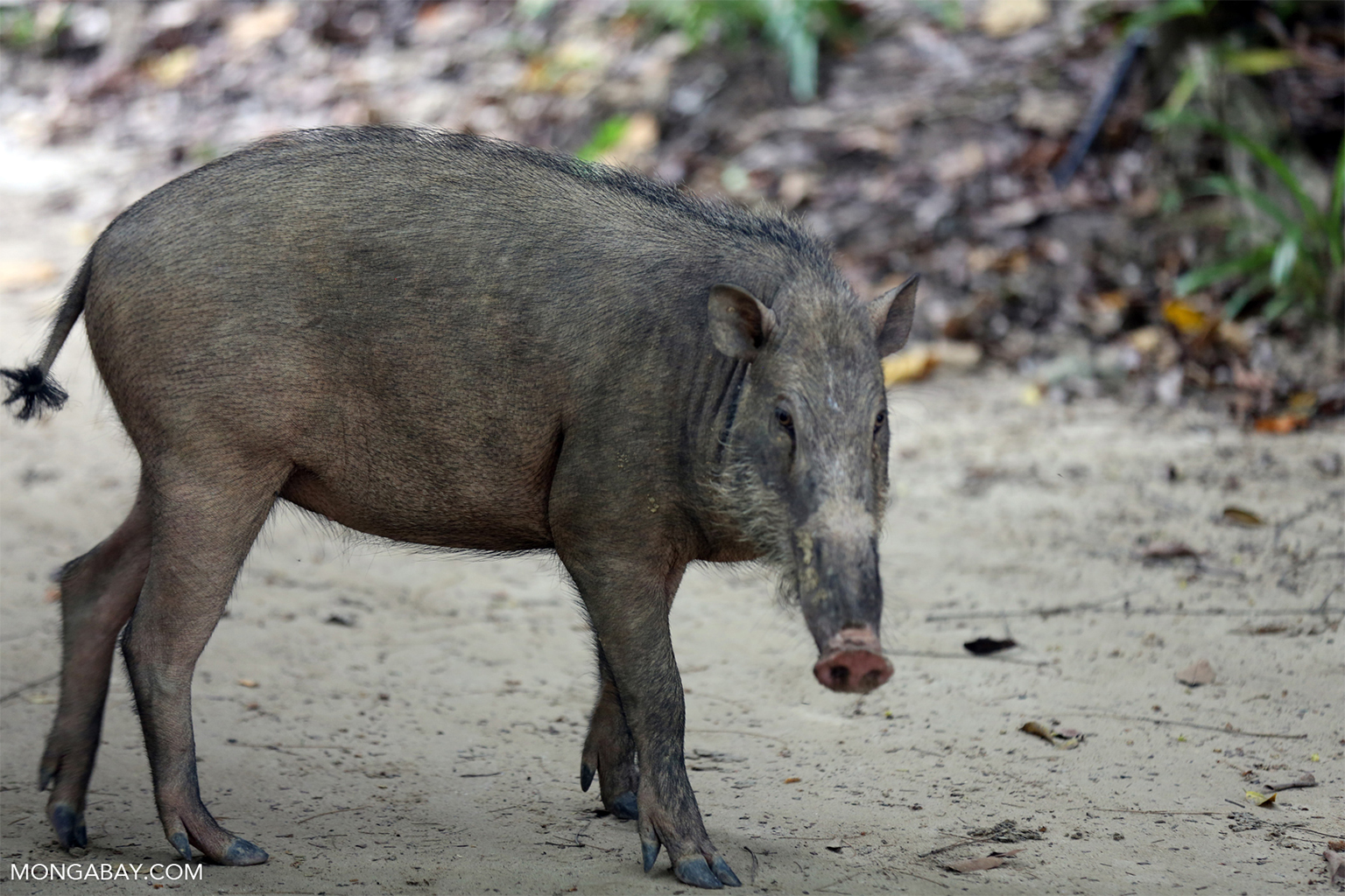 Pig nest-building promotes tree diversity in tropical forest: Study
